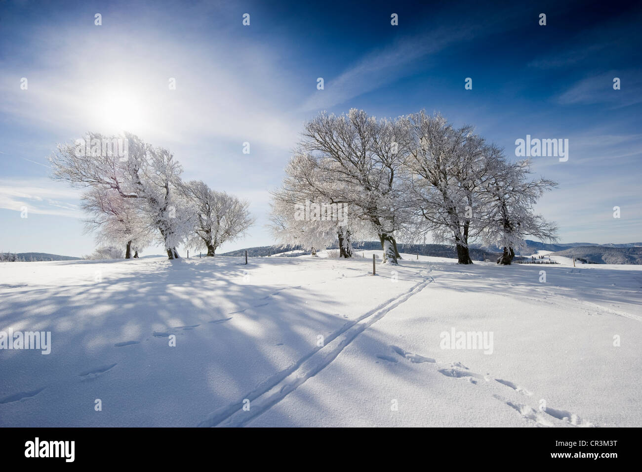 Snow-covered beech trees on Mt Schauinsland, Freiburg im Breisgau ...