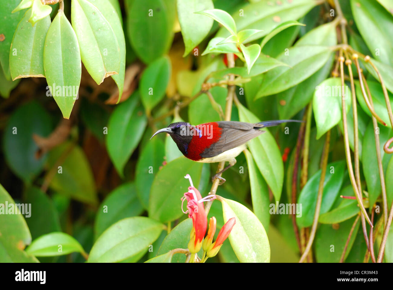 Black sunbird hi-res stock photography and images - Alamy