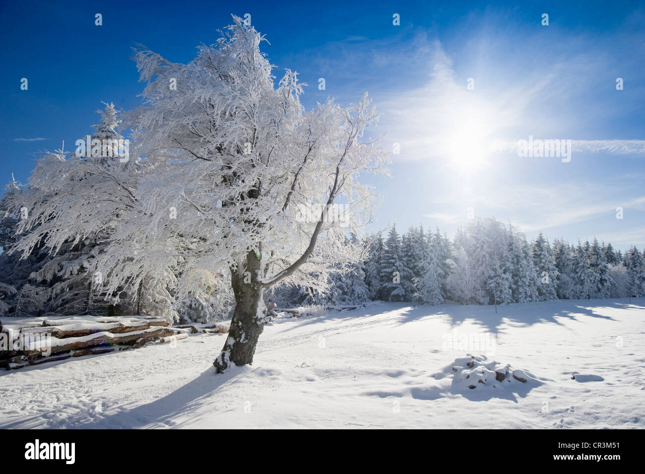 Snow-covered beeches and fir trees on Mt. Schauinsland, Freiburg im ...