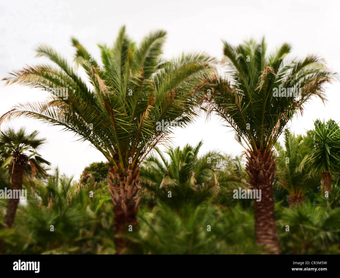 Palm tree, retro look, miniature effect, Bad Pyrmont, Lower Saxony ...