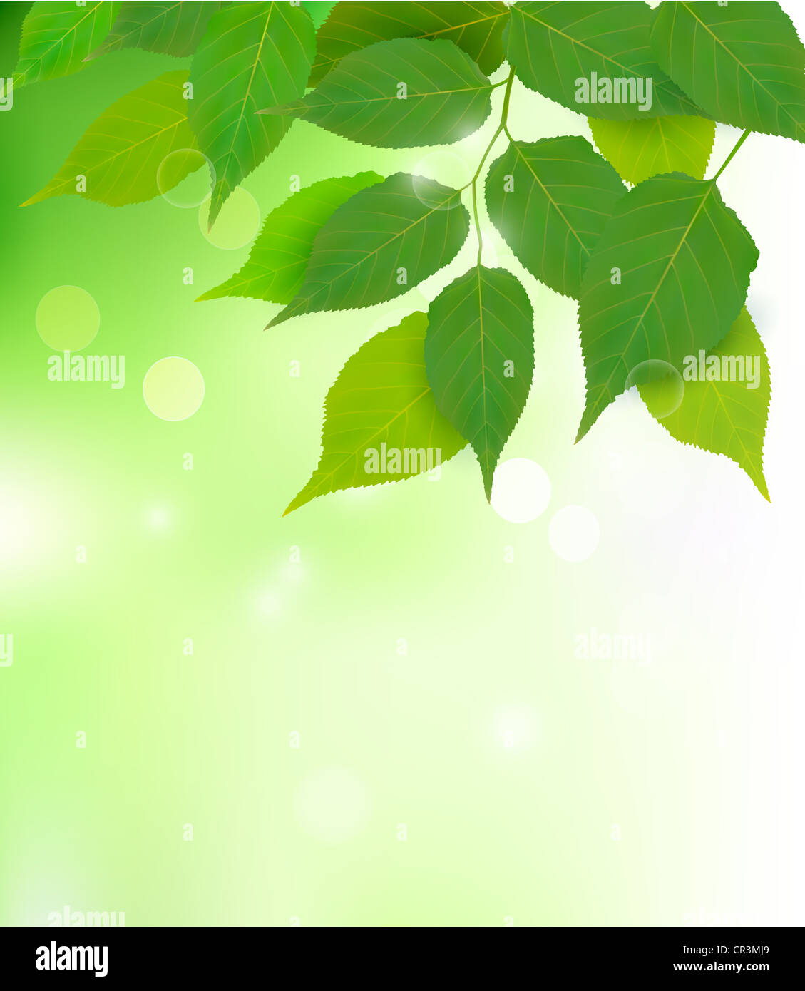 Nature background with fresh green leaves Stock Photo - Alamy