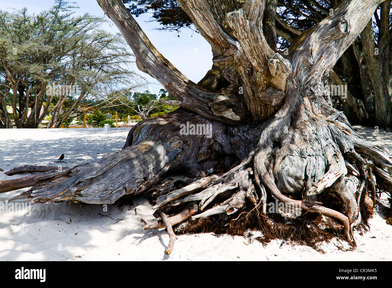 Gnarled tree trunk on beach in Carmel California Stock Photo - Alamy
