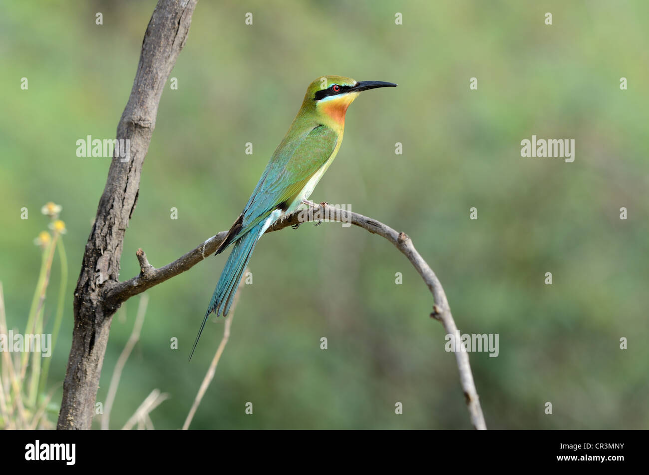 the beautiful blue-tailed bee-eater Stock Photo - Alamy