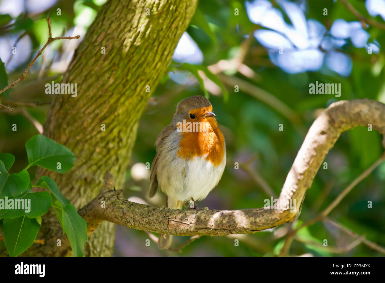 Anglophone hi-res stock photography and images - Alamy