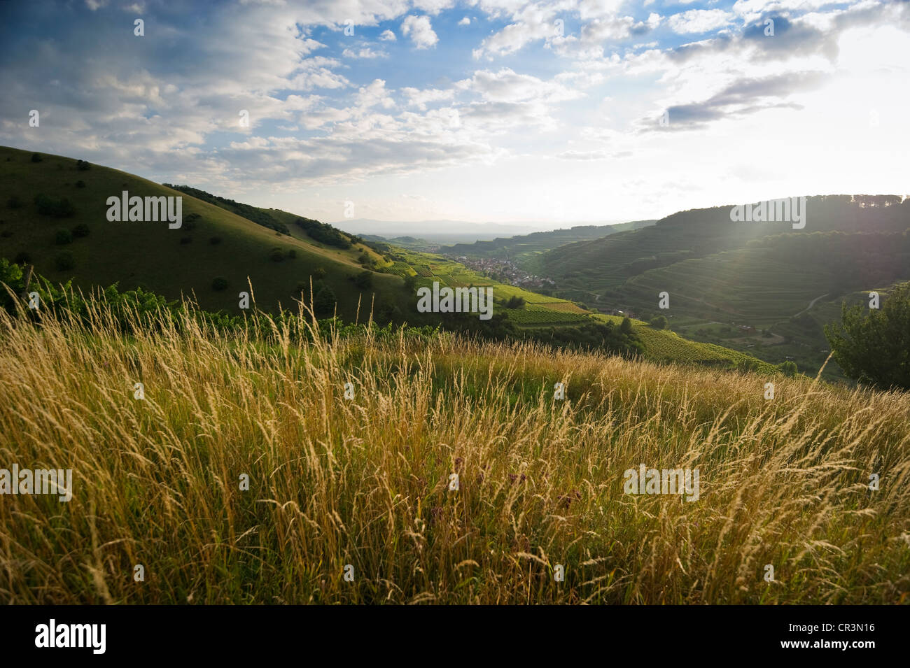 Vineyards and meadows near Oberbergen, Kaiserstuhl mountain range ...