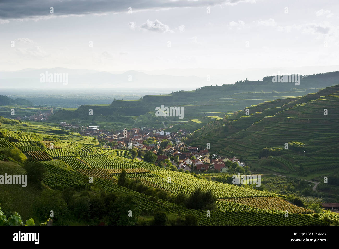 Vineyards near Oberbergen, Kaiserstuhl mountain range, Baden ...