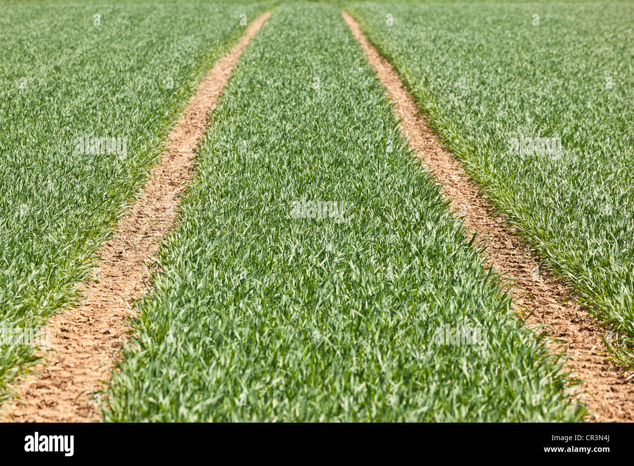 Wheatfield road hi-res stock photography and images - Alamy