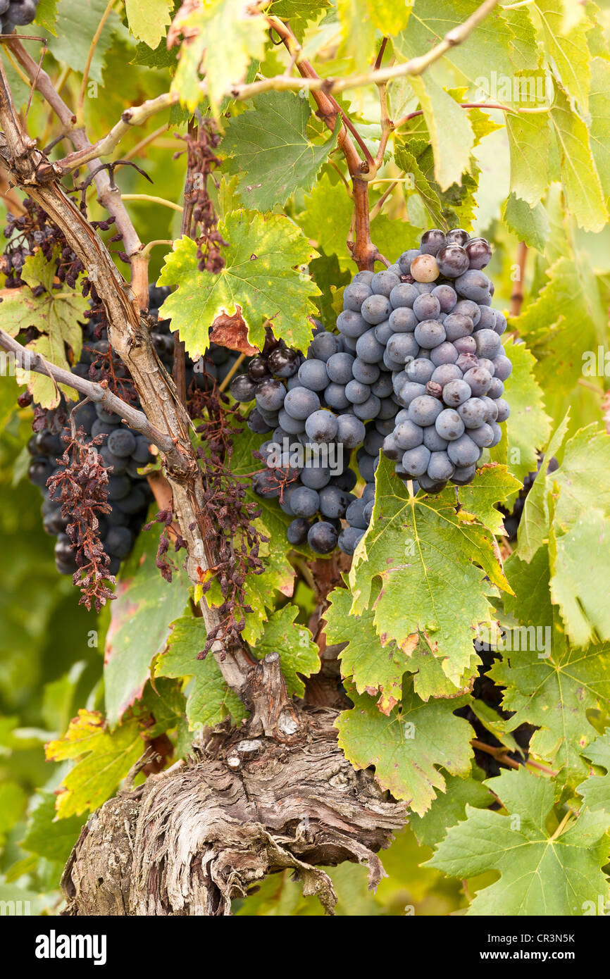 Grapes italy tuscany hi-res stock photography and images - Alamy