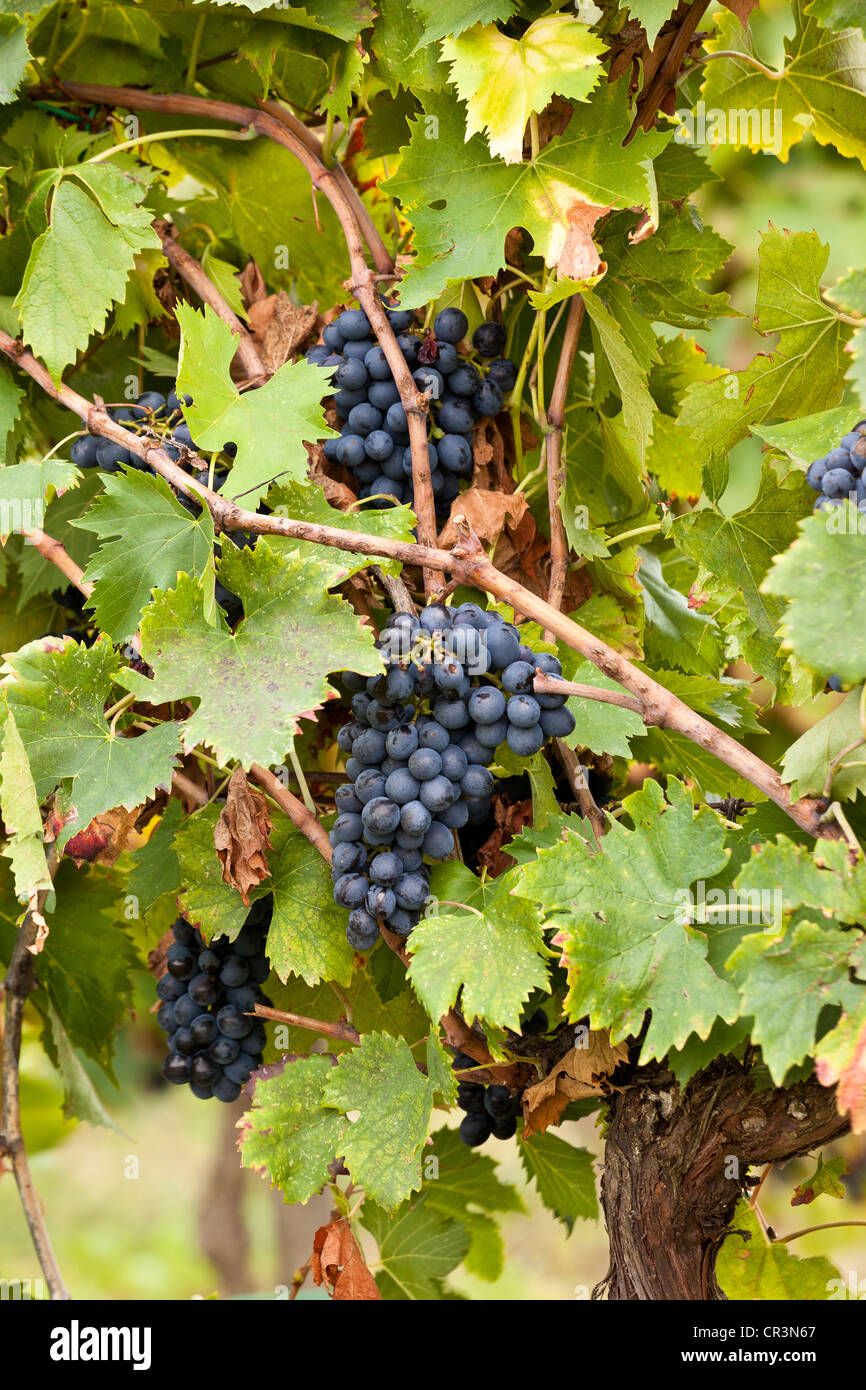 Grapes italy tuscany hi-res stock photography and images - Alamy