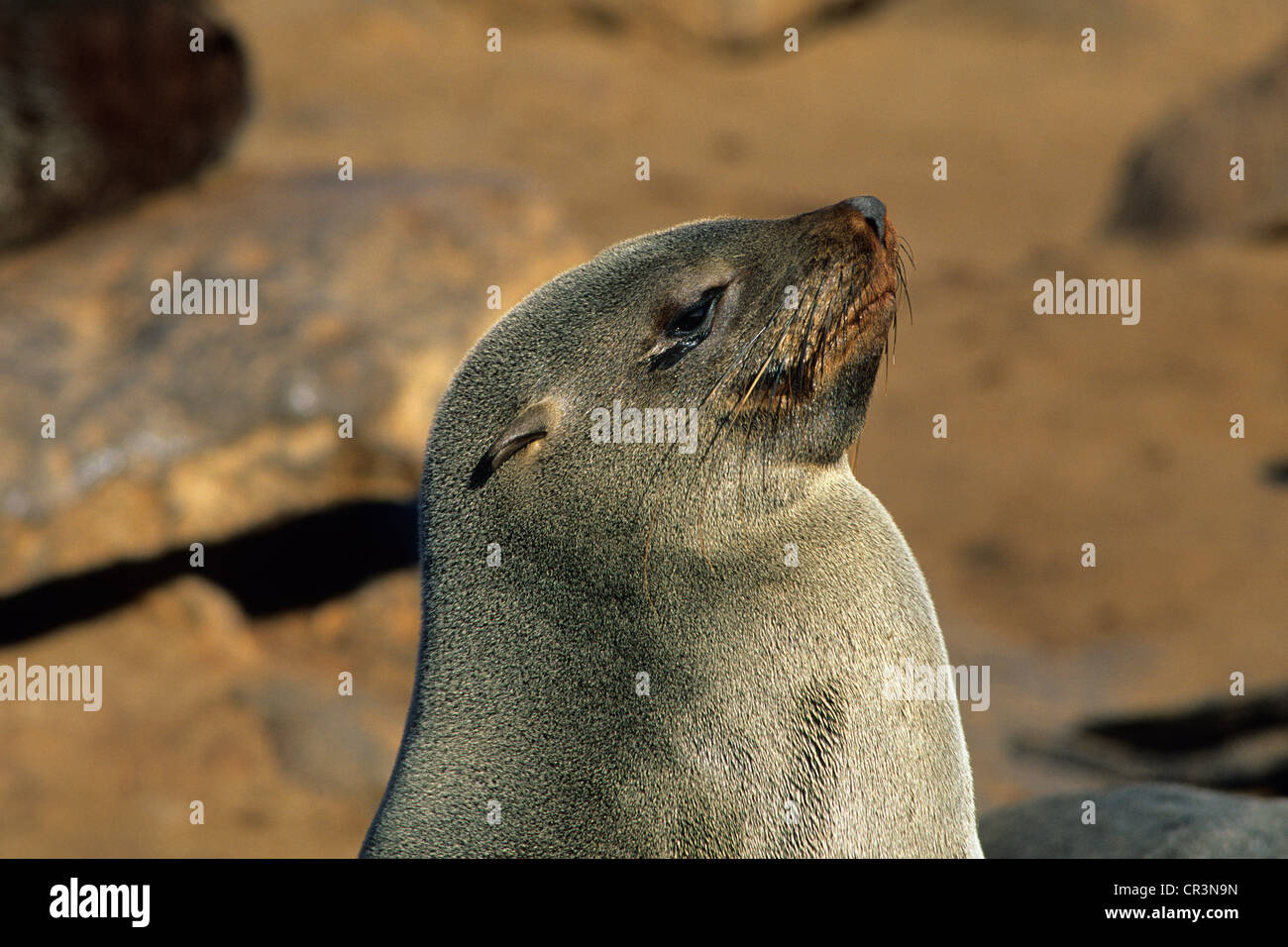Namibia walwis bay hi-res stock photography and images - Alamy