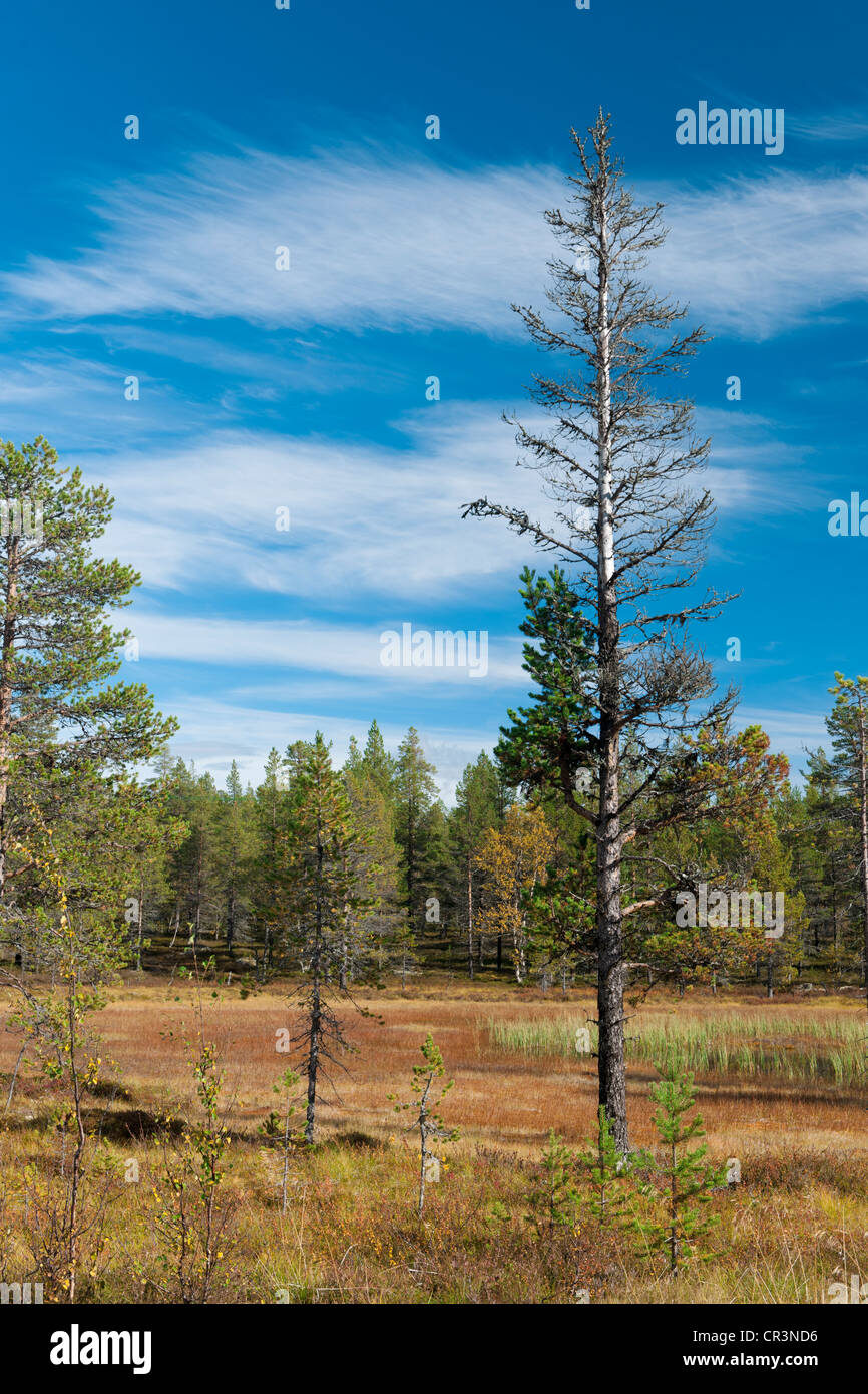 Diseased pine trees hi-res stock photography and images - Alamy