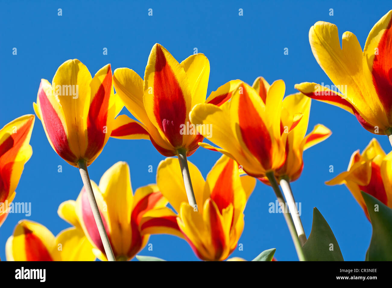 Fresh blooming tulips in the spring garden Stock Photo - Alamy