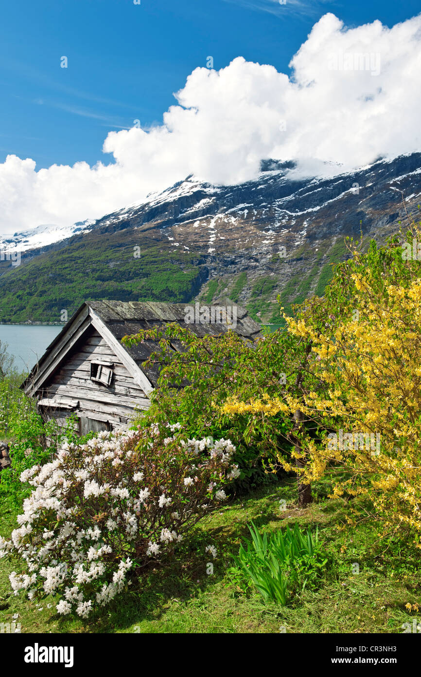 Old cabin with apple tree, Lofthus, Hardangerfjord, Norway, Europe ...