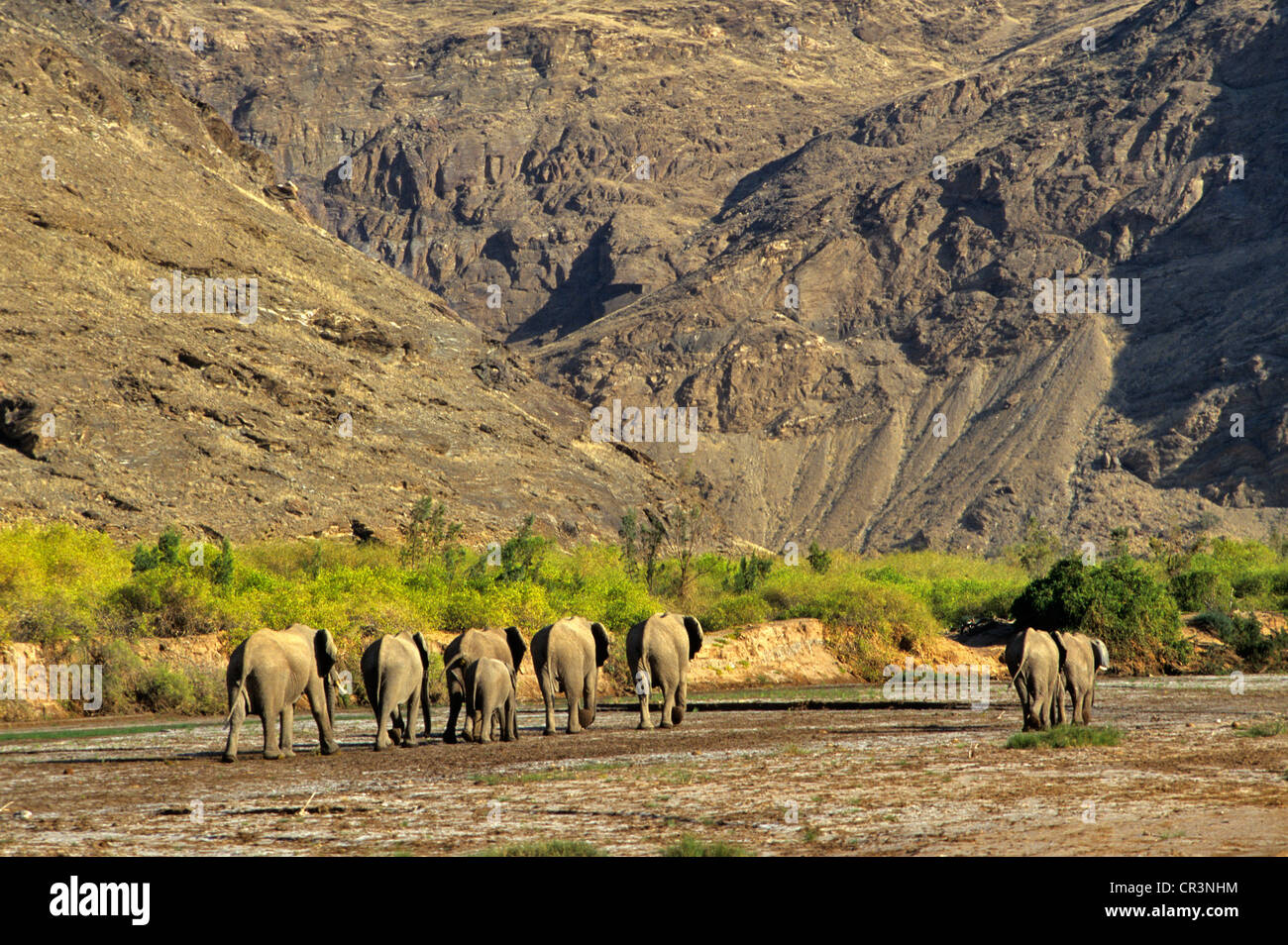 Namibia, Kunene Region, Kaokoland, desert elephants in Hoarusib River ...