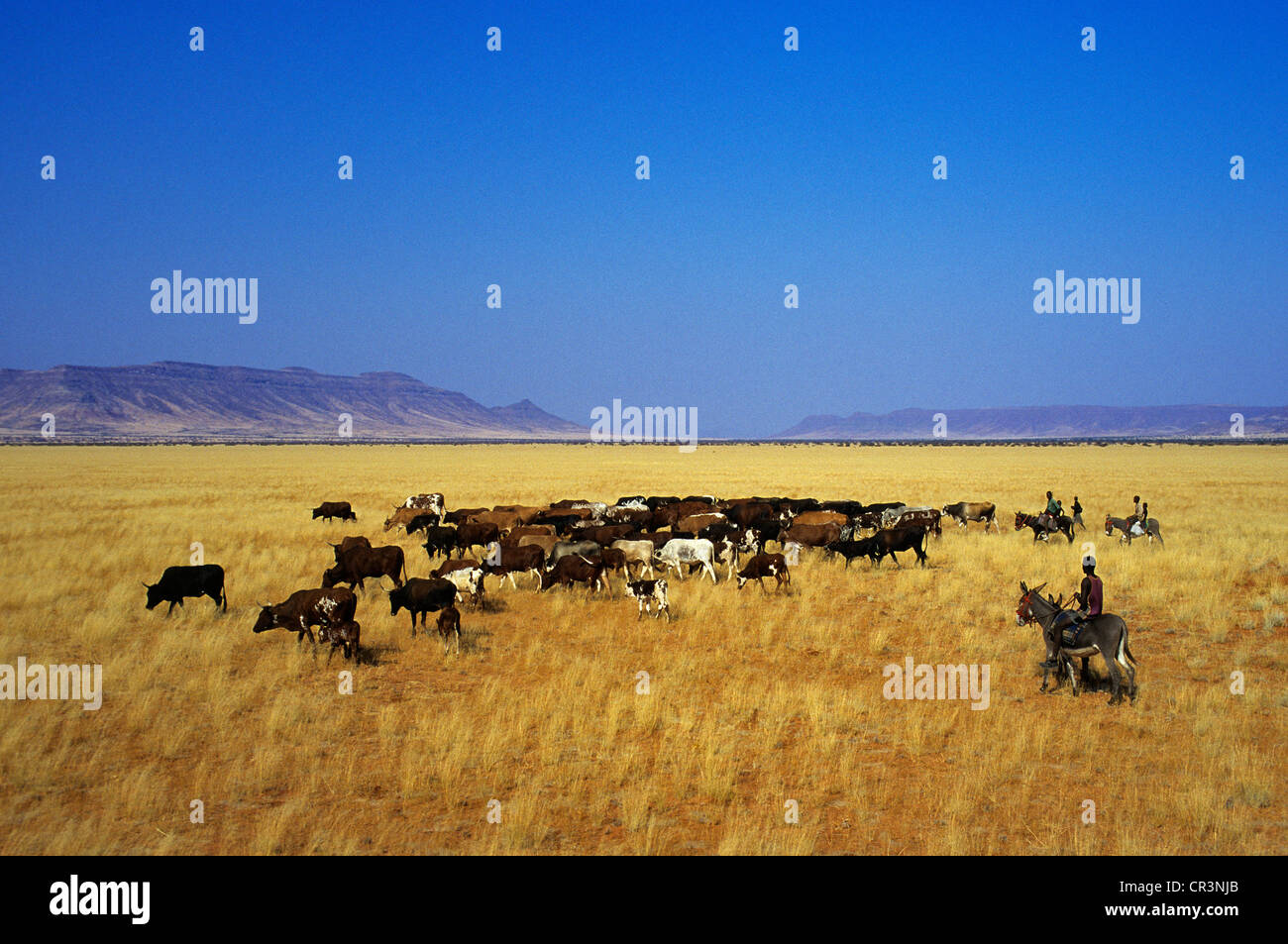 Namibia, Kunene Region, Kaokoland, plaines de Marienfluss, Himbas during transhumance Stock ...