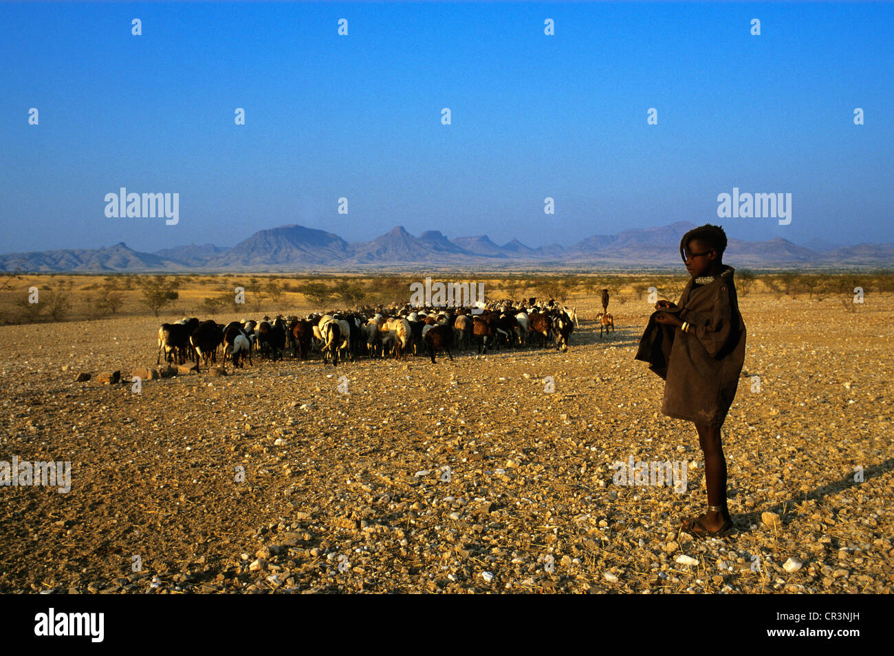 Namibia, Kunene Region, Kaokoland, himba child looking after a herd of ...