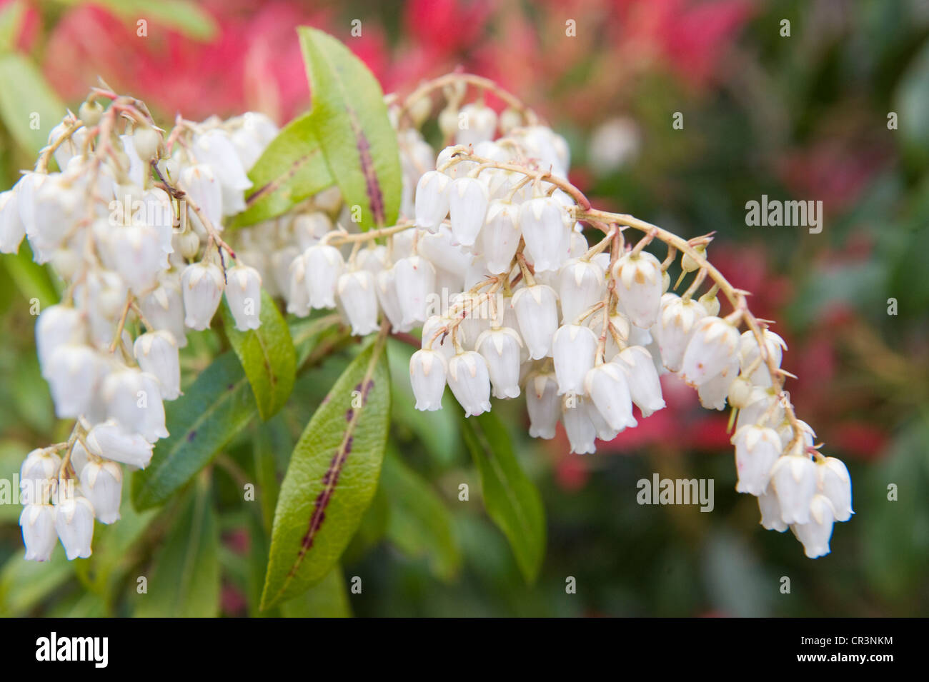 White flower bells Stock Photo - Alamy