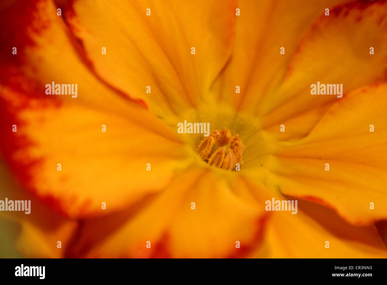 Primrose (Primula) macro Stock Photo - Alamy