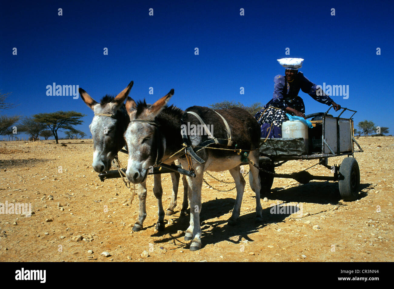 Namibia, Kunene Region, Kaokoland, herero woman on a cart pulled by ...