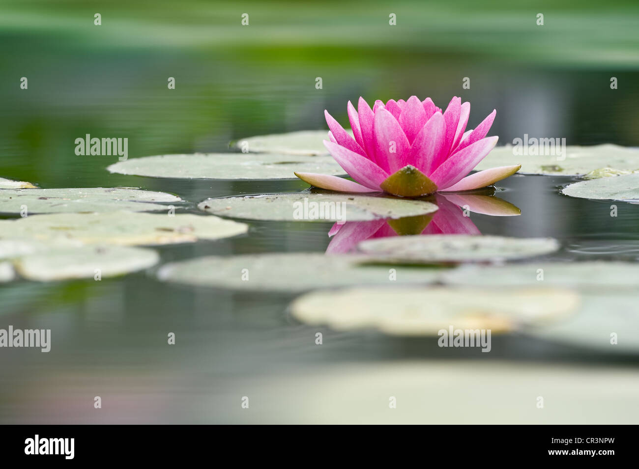Nymphaea hi-res stock photography and images - Alamy