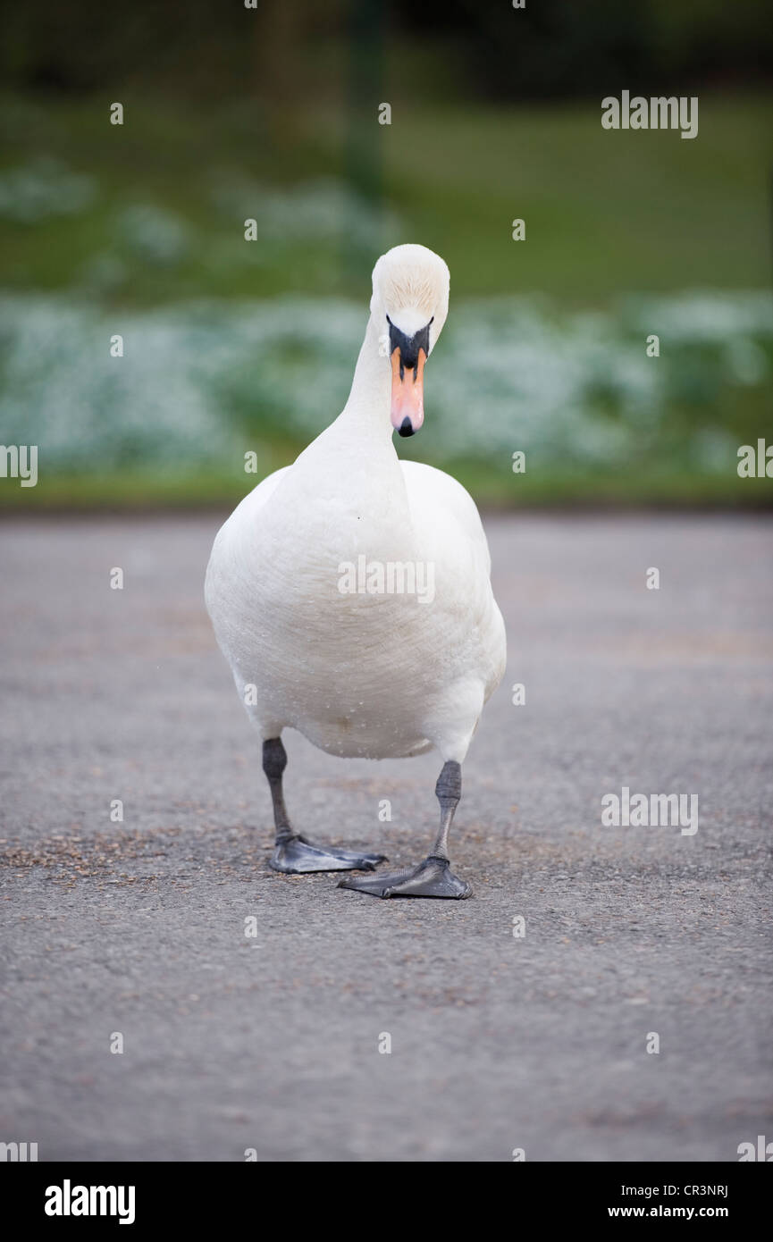 Large walking bird hi-res stock photography and images - Alamy