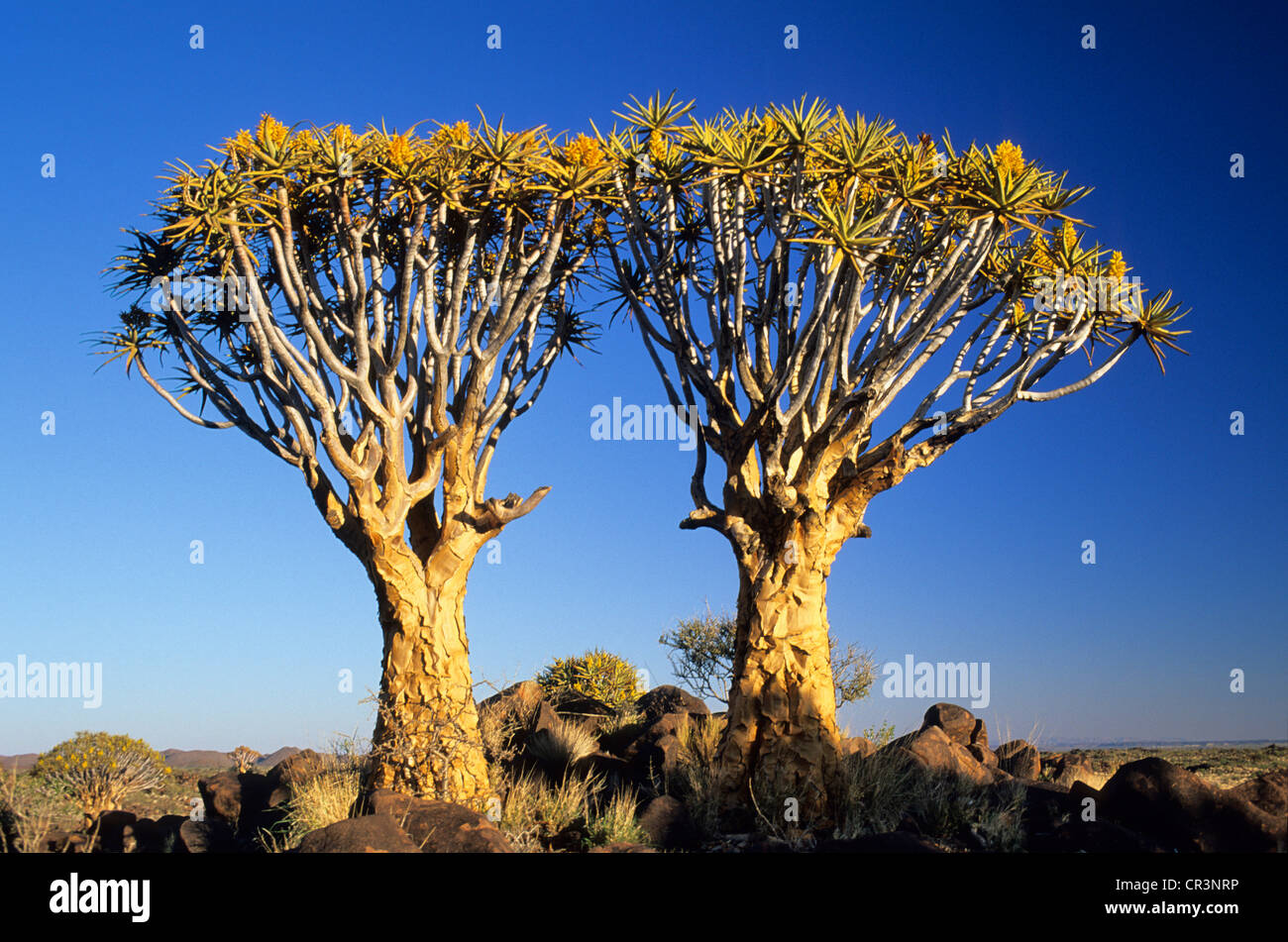 Kokerbooms hi-res stock photography and images - Alamy