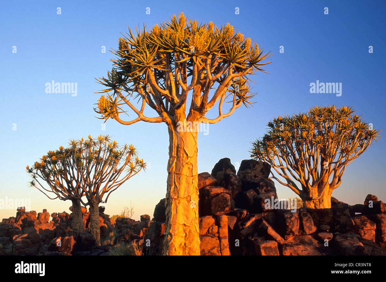 Namibia, Karas Region, Keetmanshoop, sunset on a kokerboom or Quiver ...