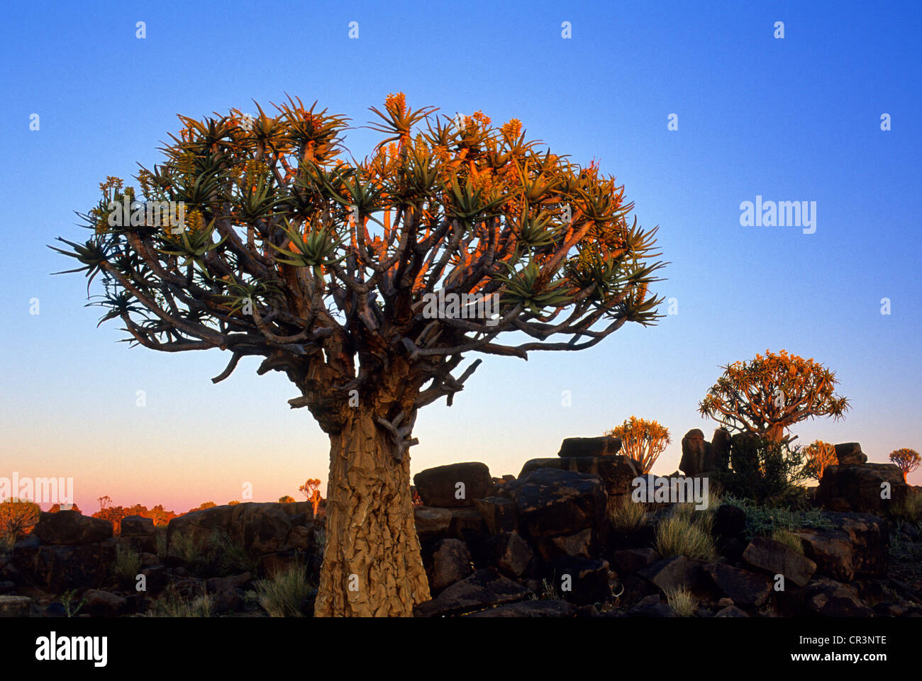 Namibia, Karas Region, Keetmanshoop, forest of kokerbooms or Quiver ...