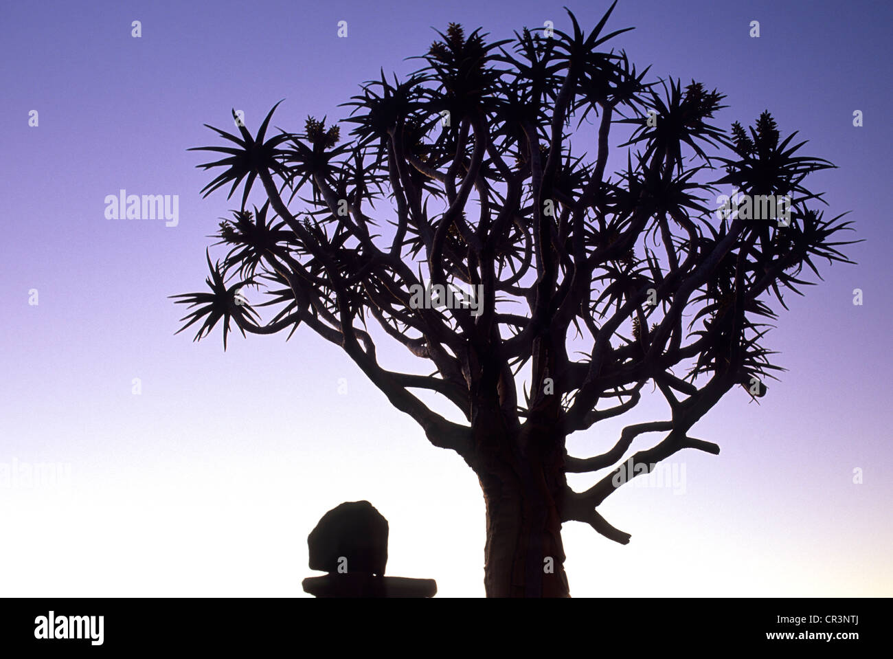 Namibia, Karas Region, Keetmanshoop, sunset on a kokerboom or Quiver ...