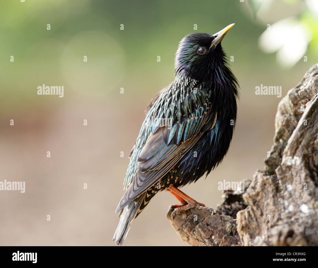Portrait of a male Starling Stock Photo - Alamy