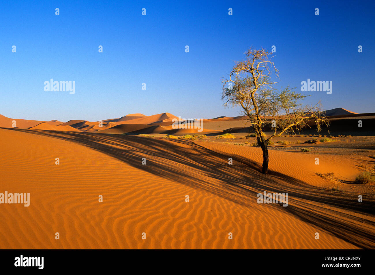 Namib flora hi-res stock photography and images - Alamy
