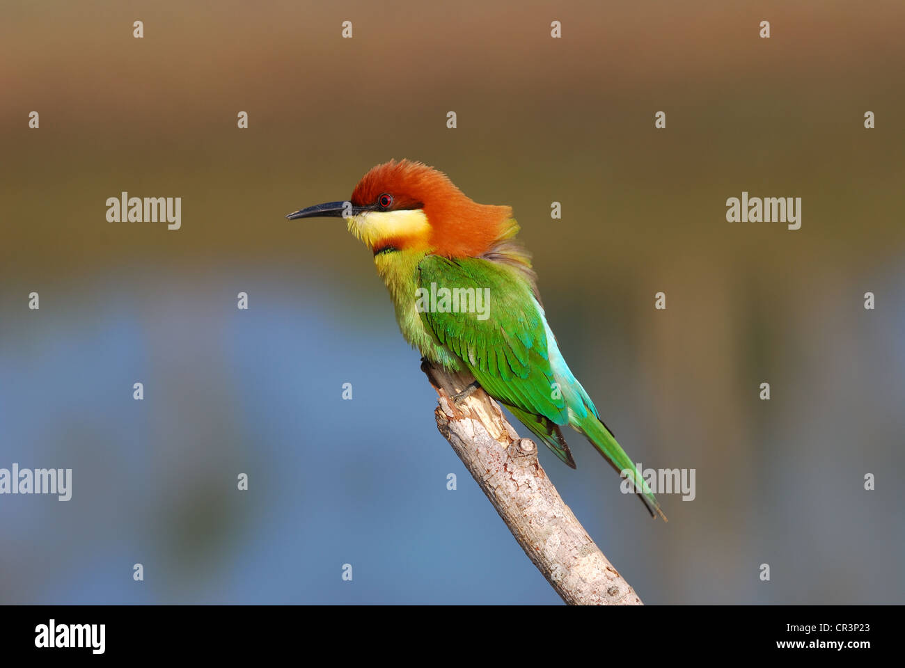 Chestnut headed bee eater hi-res stock photography and images - Alamy