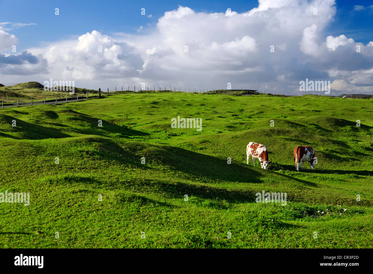 Grazing cattle pasture hi-res stock photography and images - Alamy