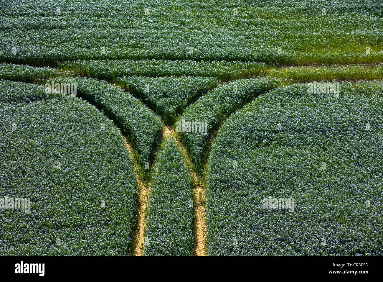 Field of flax hi-res stock photography and images - Alamy