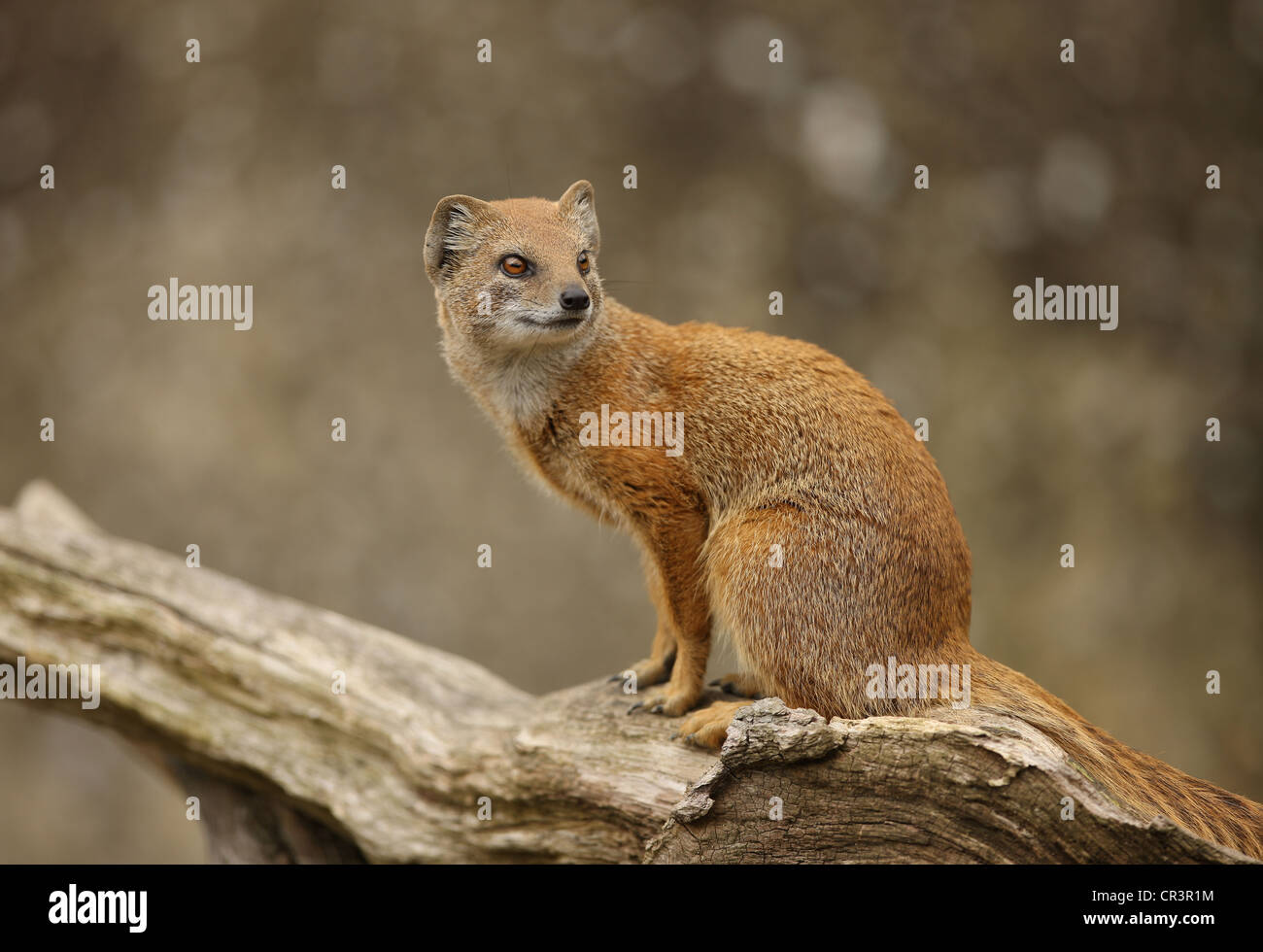 Mongoose hair hi-res stock photography and images - Alamy