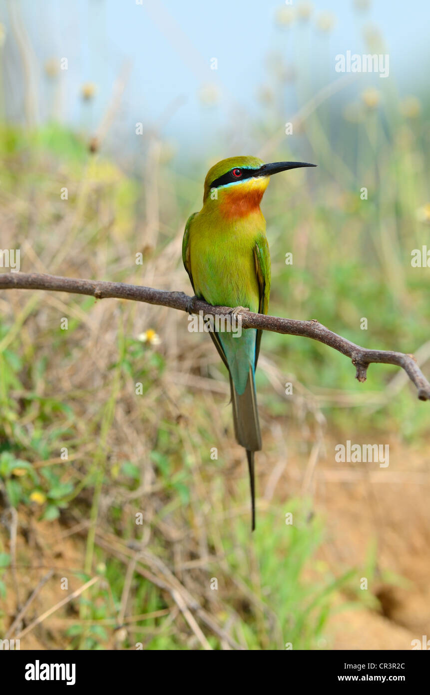 beautiful blue tailed bee eater (Merops philippinus) possing Stock ...
