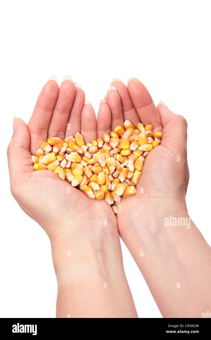 Corn heart in hand Stock Photo - Alamy