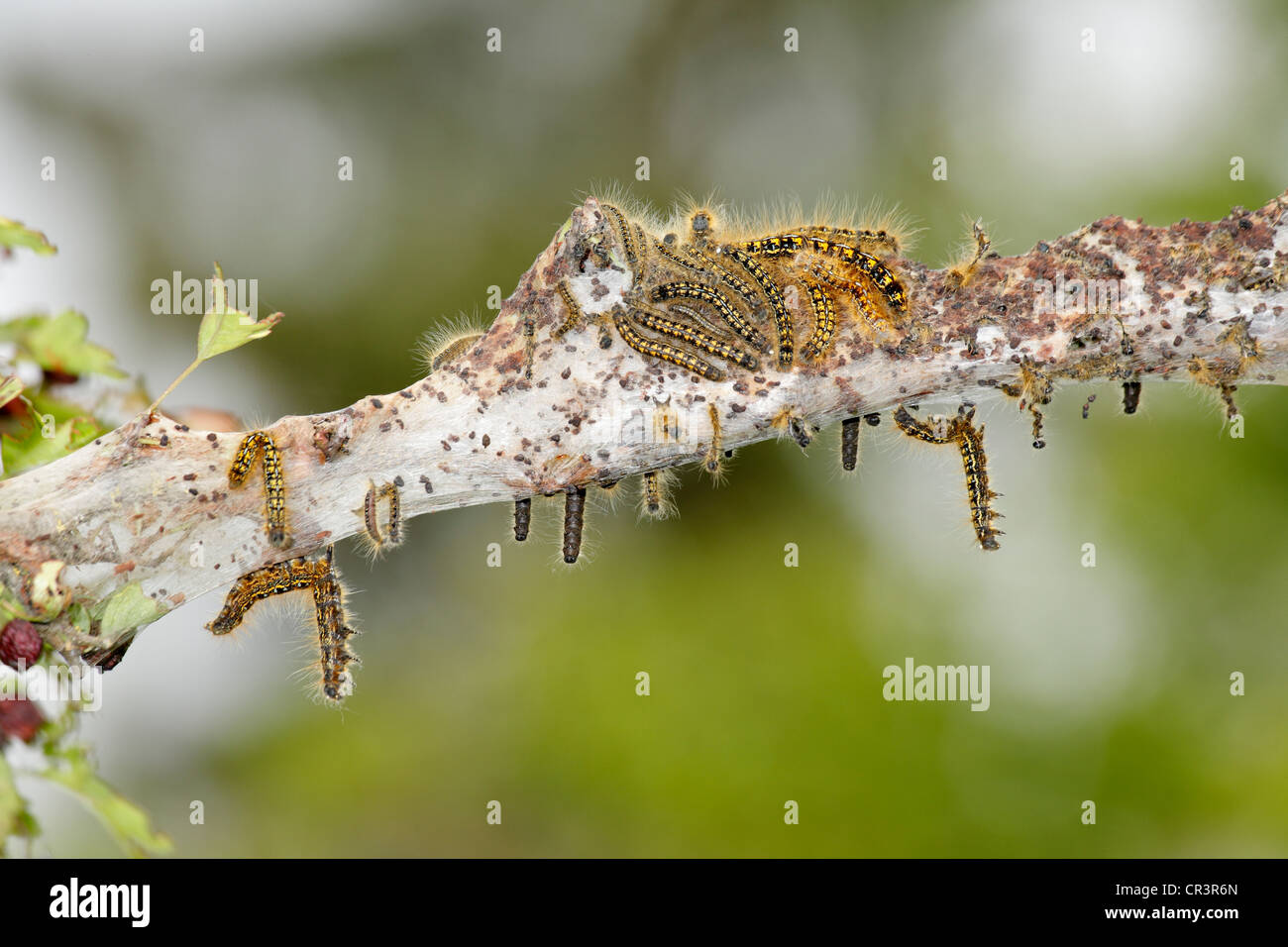 Closeup of Western tent caterpillars swarming on bush-Victoria, British ...