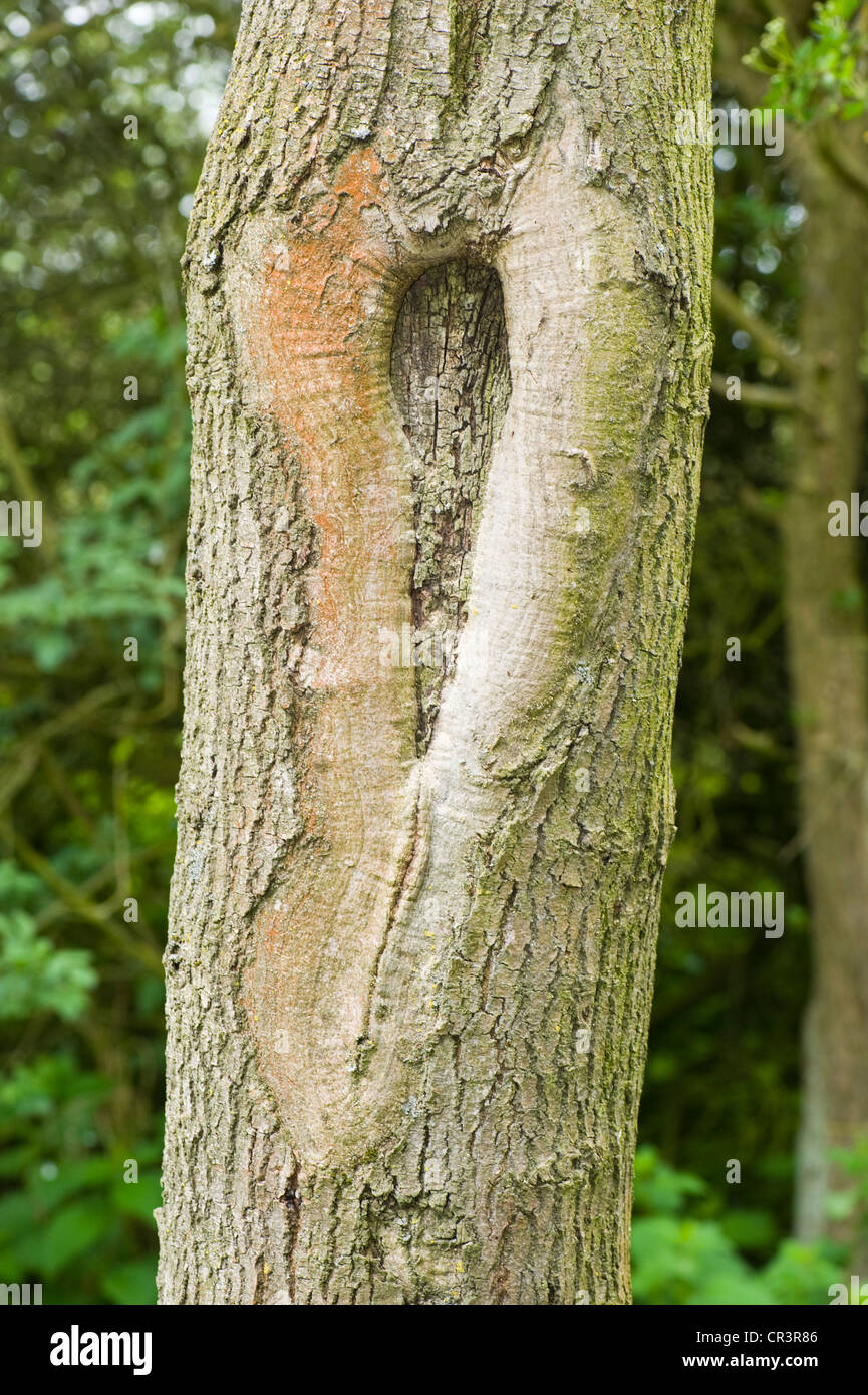 Wound wood tree hi-res stock photography and images - Alamy