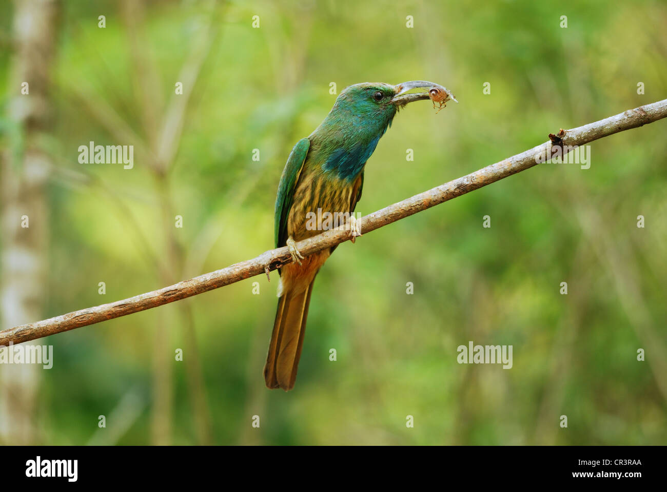 beautiful blue bearded bee eater ( Nyctyonis athertoni) with insect ...