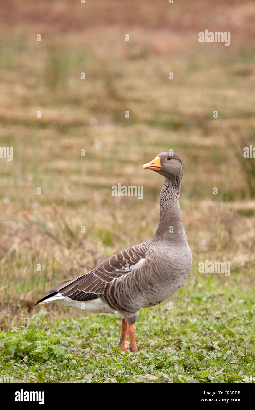 Graylag goose, England, UK Stock Photo - Alamy