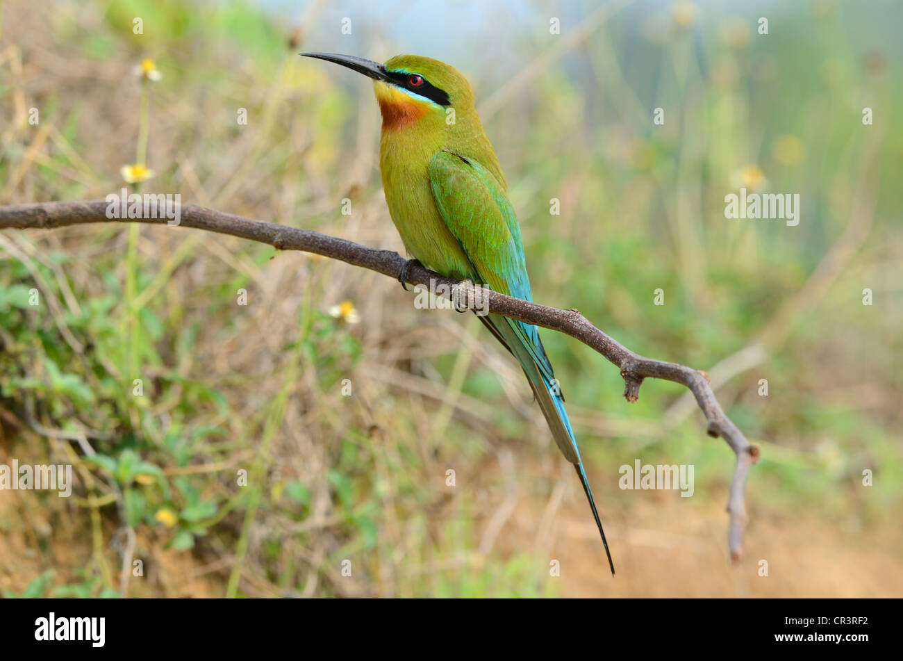 beautiful blue tailed bee eater (Merops philippinus) possing Stock Photo - Alamy