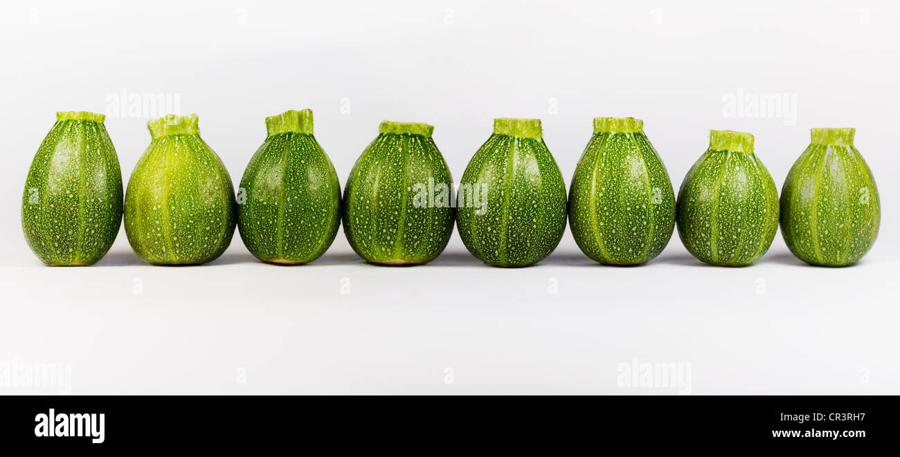Cucurbita pepo. Eight mini ball courgettes in a row against a white ...