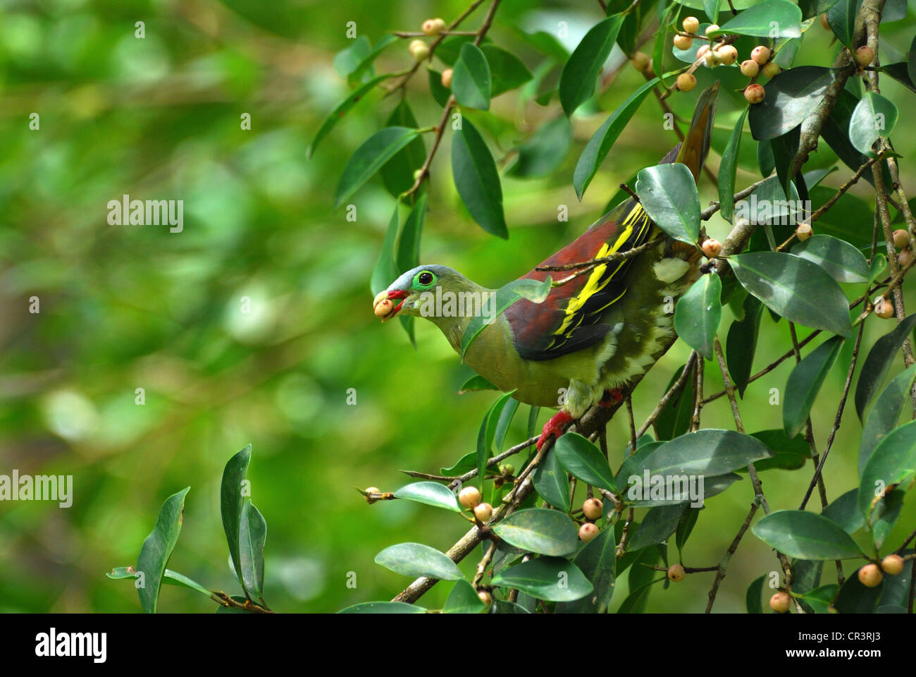 beautiful thick- billed pigion in the fruit tree Stock Photo - Alamy