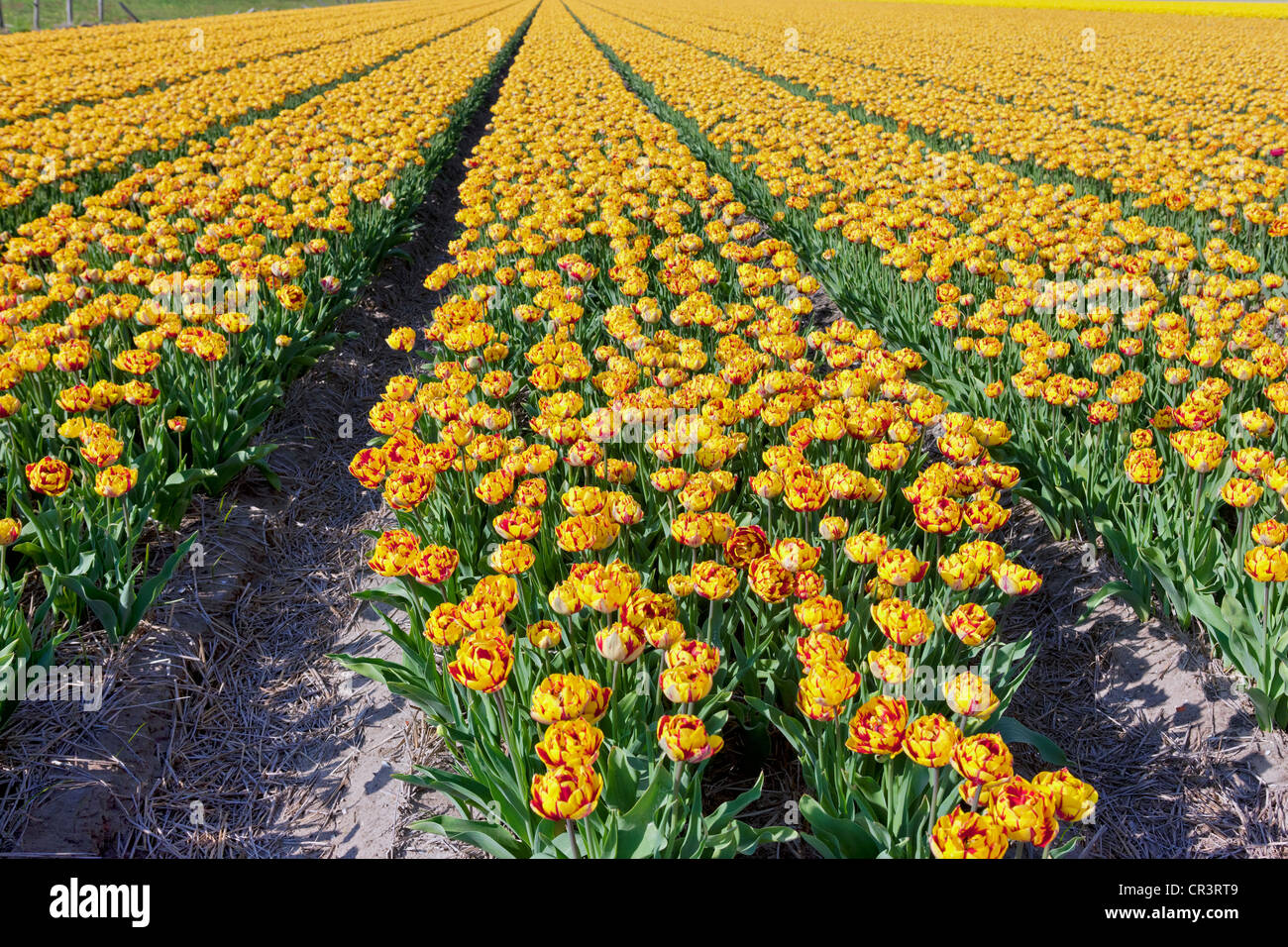 Tulips (Tulipa), yellow and red, tulip field, Holland, Netherlands ...
