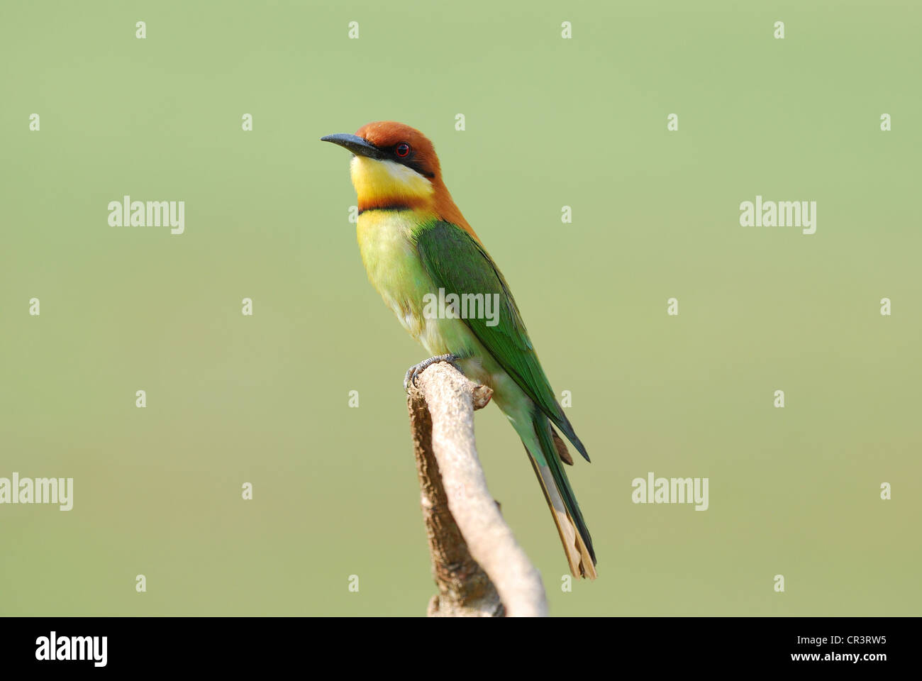 Chestnut headed bee eater hi-res stock photography and images - Alamy