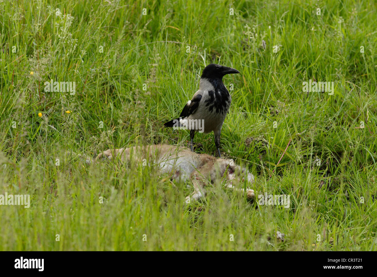 Hooded crow scavenging a Buzzards kill Stock Photo - Alamy