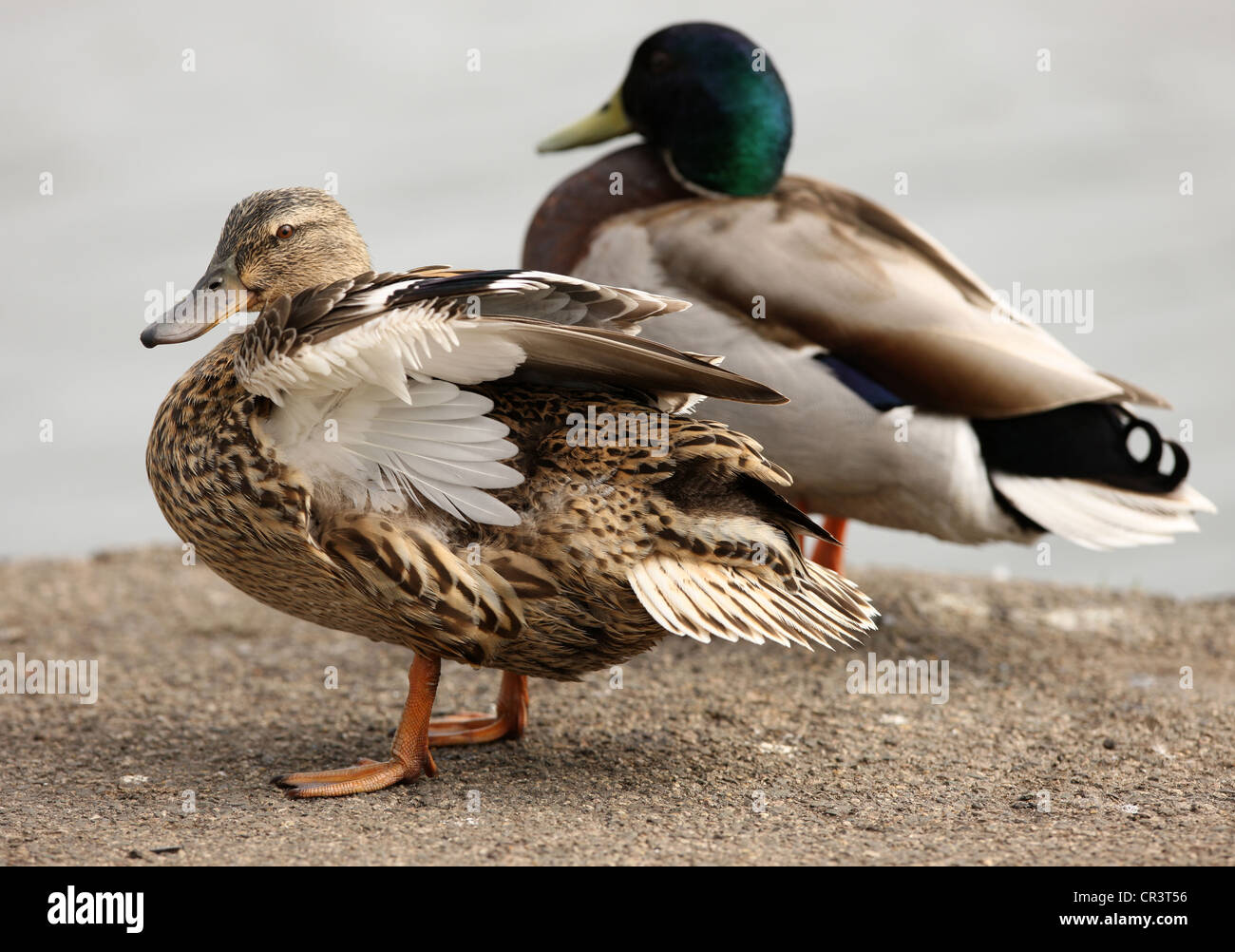 Female Mallard Duck preening her feathers Stock Photo - Alamy