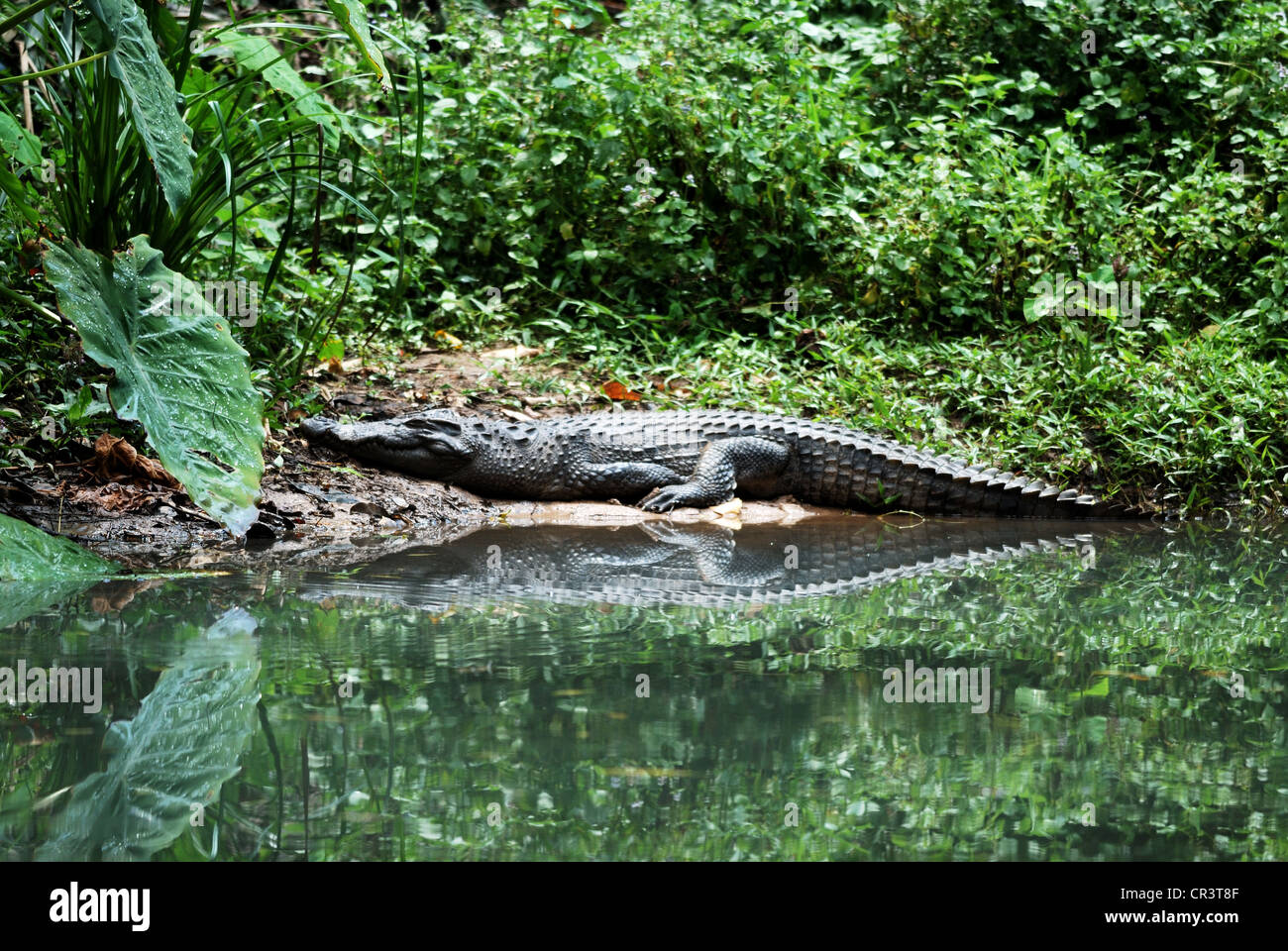 beautiful siamese crocodile sun bathing at middle of Thailand Stock ...