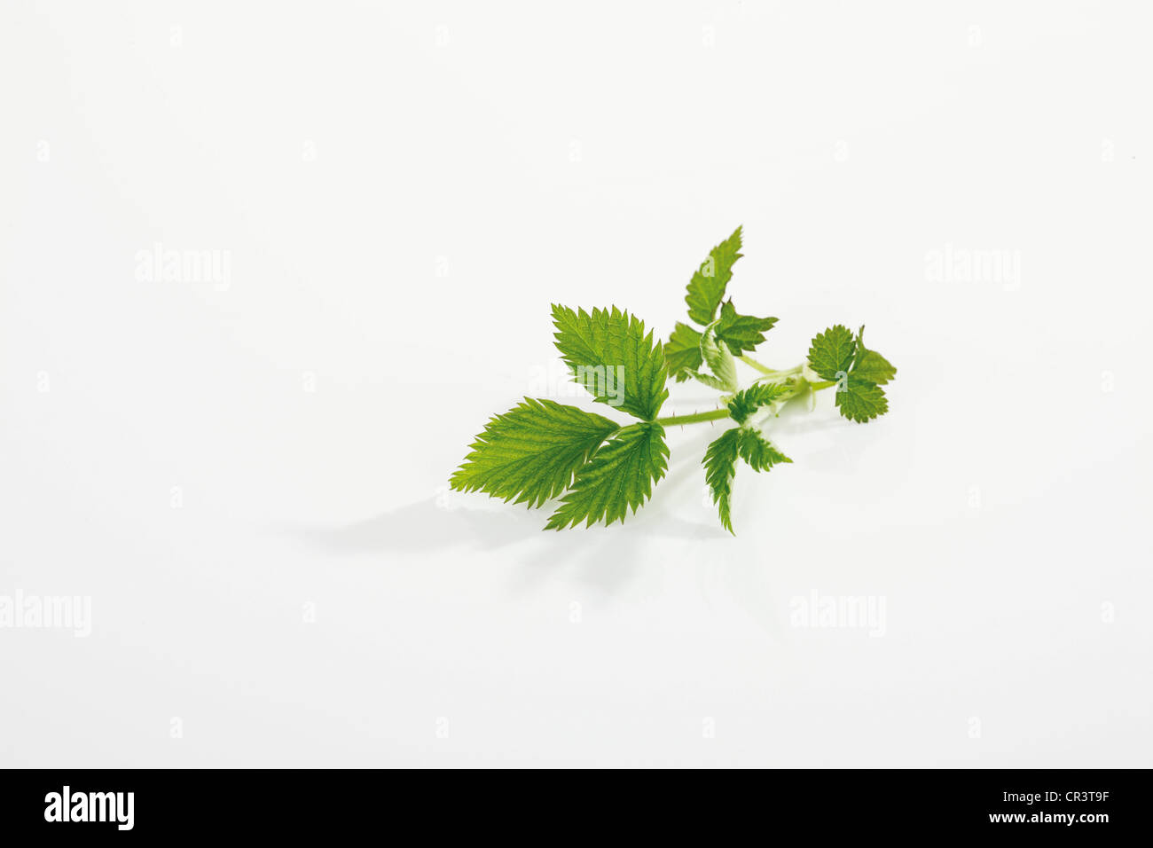 Leaves of Raspberry (Rubus idaeus Stock Photo - Alamy